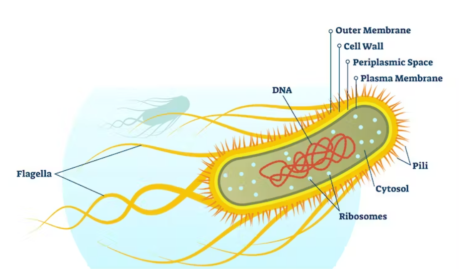 Lab Report about Simple Staining of Microbes - StudyMoose