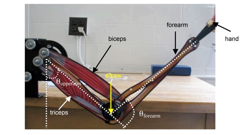 Unraveling the Dynamics of Torque in the Human Arm: An Exploration of ...